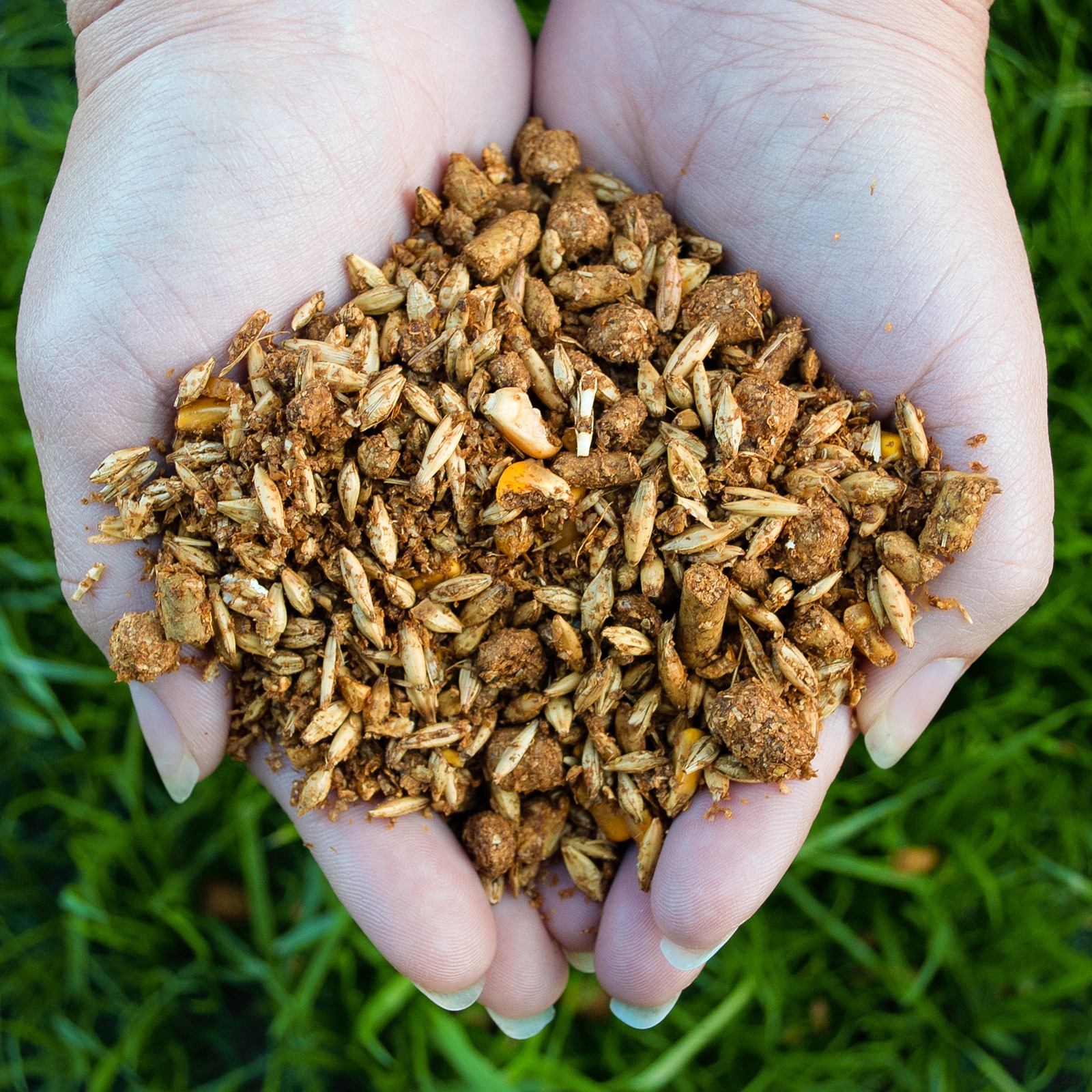 Amber Grains Classic Senior Textured – Coker Feed Mill